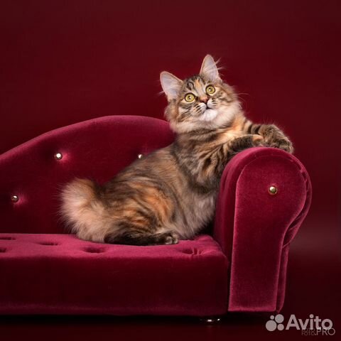 Котёнок. Курильский бобтейл