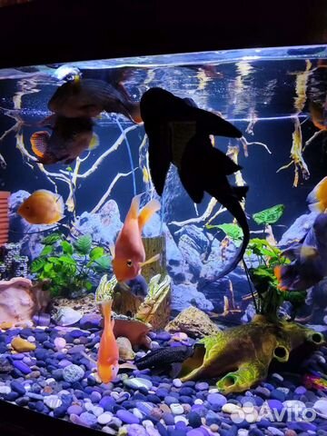 Рыба парчевый сом