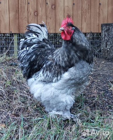 Петухи Брама