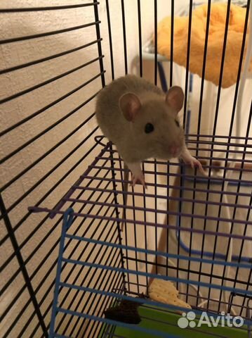 Отдам крысенка(1,5мес) в добрые руки