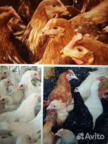 Куры молодки оптом