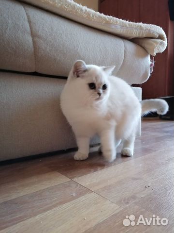 Шотландская скотишстрайт(прямоухая) кошка