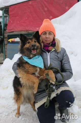 Небольшой собачке нужна семья