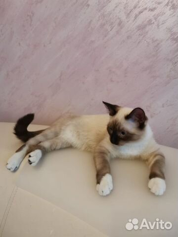 Тайская кошечка котенок