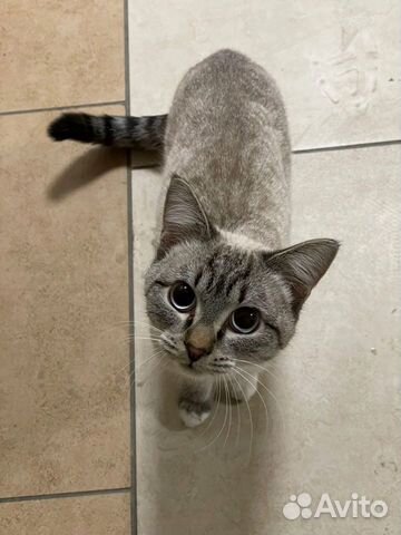 Кошка