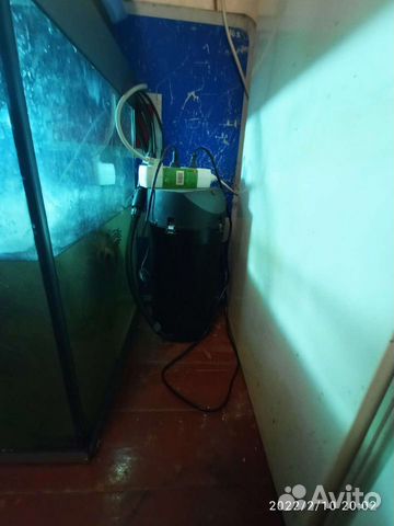 Черепашки красноухие