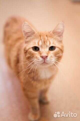 Котик Норман ищет дом