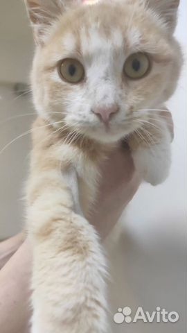 Ласковый котенок Мишик