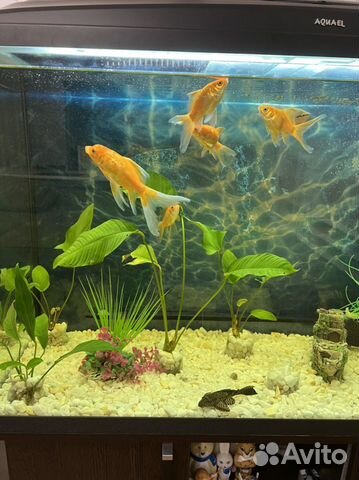 Аквариумные рыбки