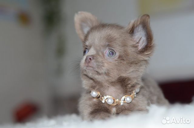 Лиловая красотка мини