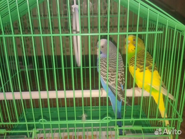 2 Попугая желта зелёный и голубой