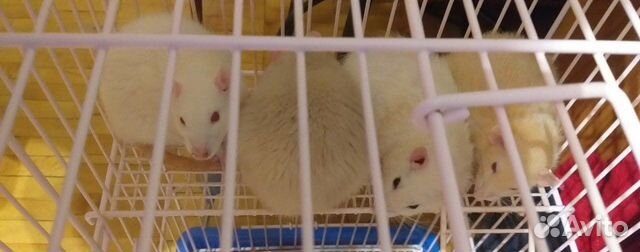 Крысы девочки в добрые руки
