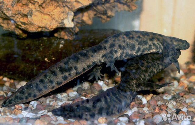 Тритоны (пара) + аквариум