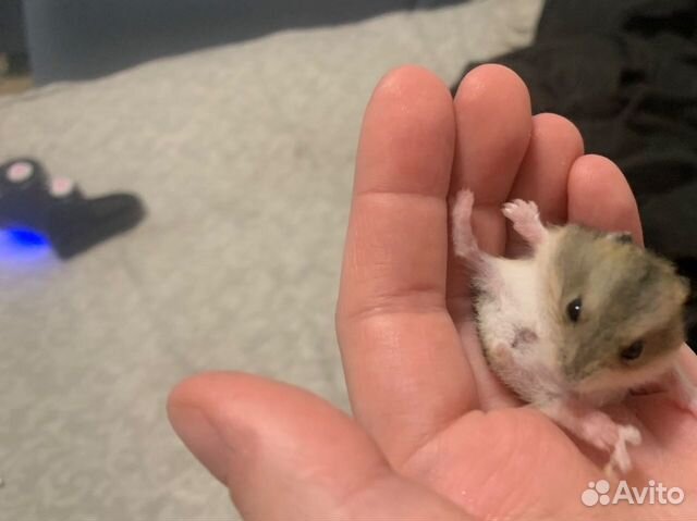 Отдам в добрые руки хомячат