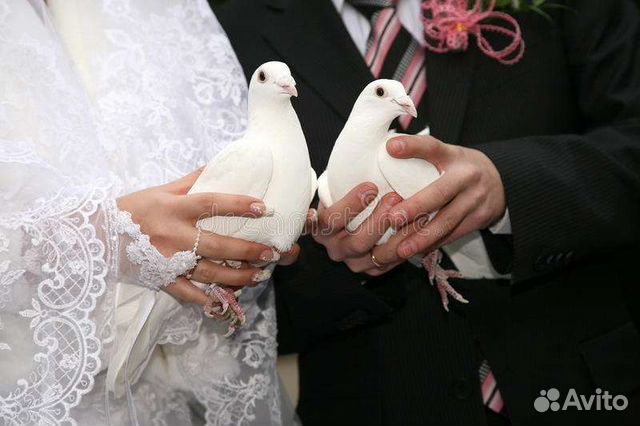 Голуби на торжества