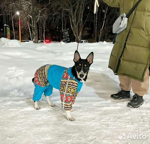 Щенуля Джессюша ждёт любящих хозяев