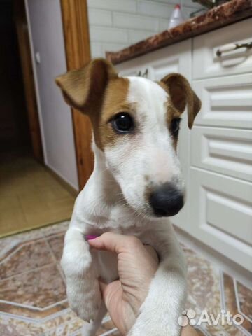 Щенки фокстерьера