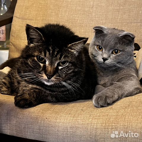 Ищем жениха для вязки