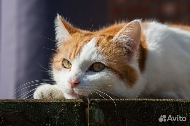 Кошечка и котик с годовым запасом корма