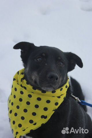 Собака живет в клетке