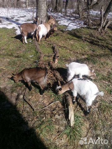 Камерунские козы оптом