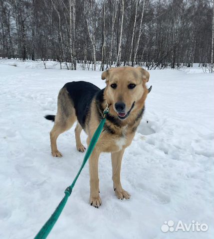 Подарите себе замечательную собаку, которую Вы спа