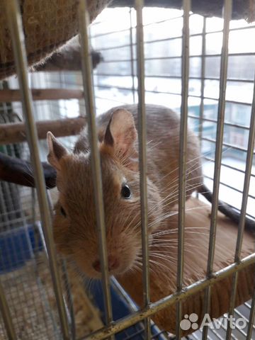 Малыши дегу