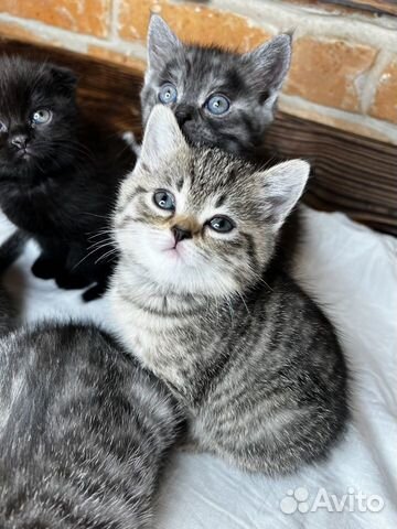 Скоттиш страйт котята