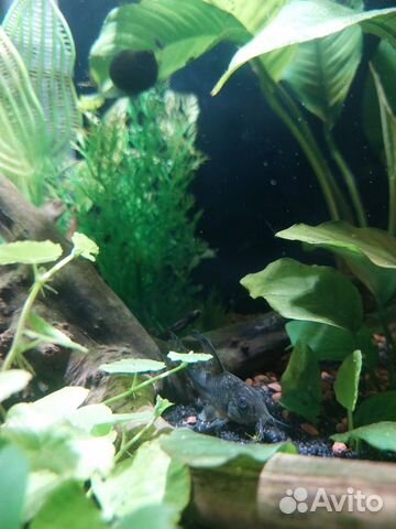 Вуалевый синодонтис