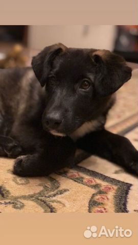 Шоколадный щенок ищет дом