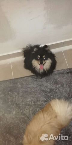 Щенки шпица подрощенные, с прививками по возрасту