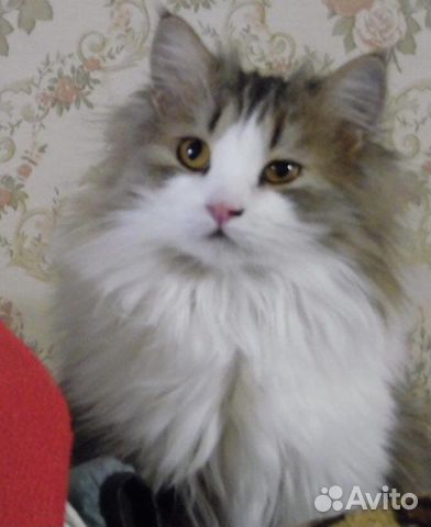 Кот