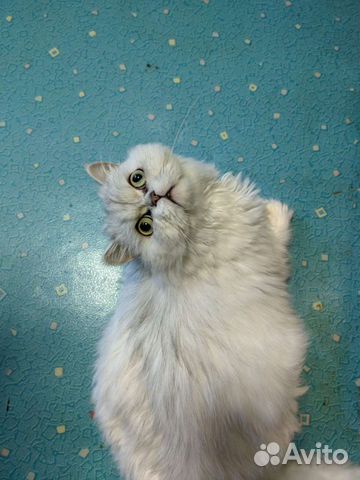 Персидский кот
