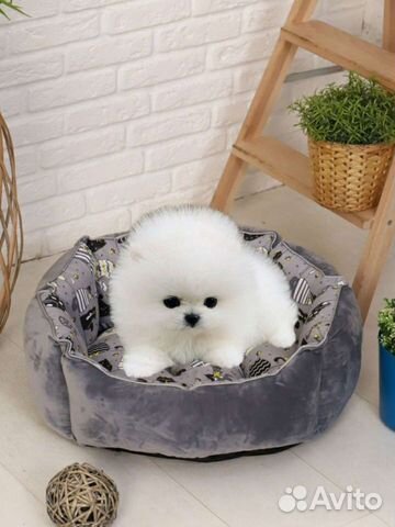 Померанский шпиц micro мальчик