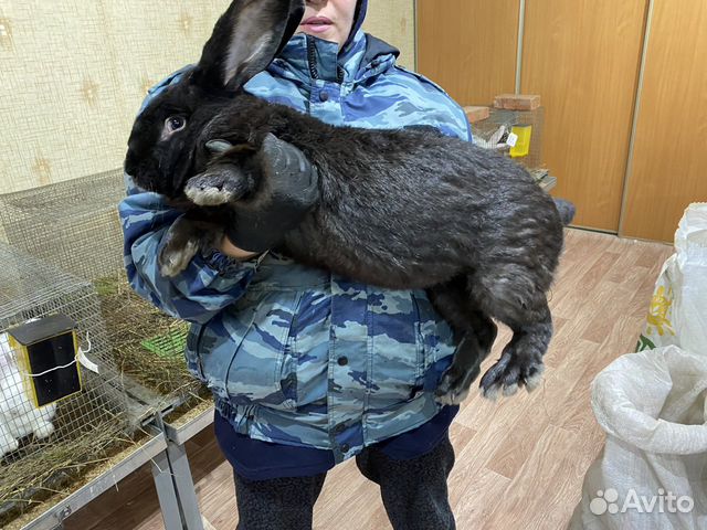 Кролик черный великан