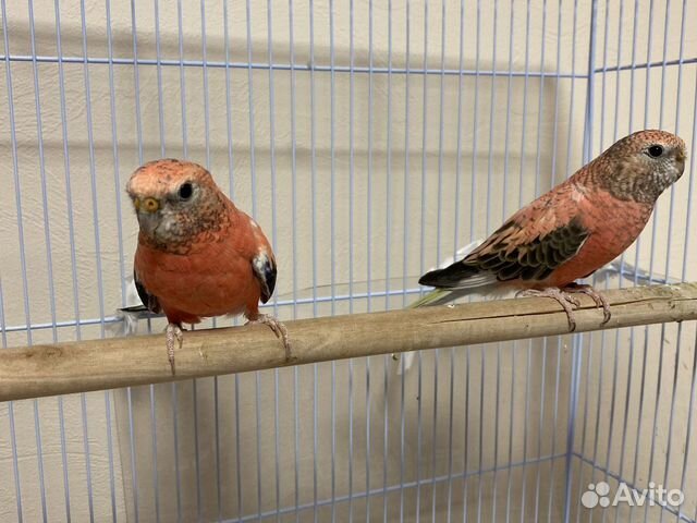 Попугай боурки