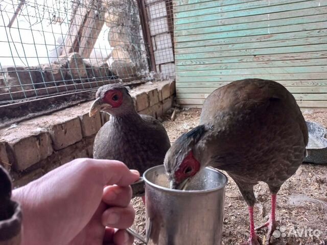 Фазан серебряный