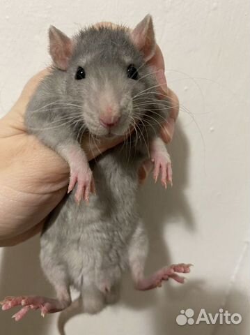 Крысята дамбо