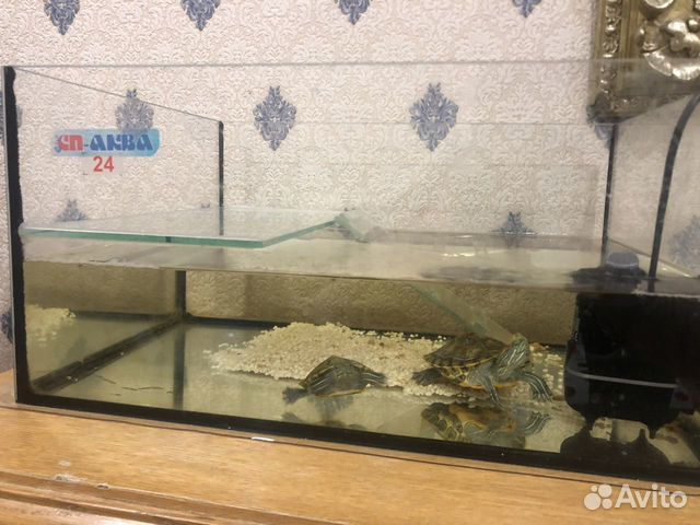 Милые черепашки в добрые руки