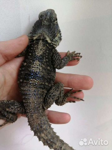 Агама гардун