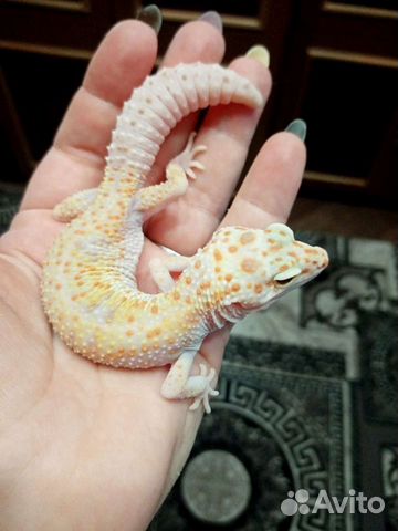 Эублефары(самки)