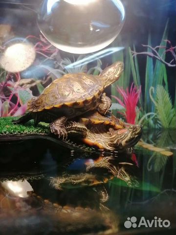 Красноухие черепахи с акватеррариумом
