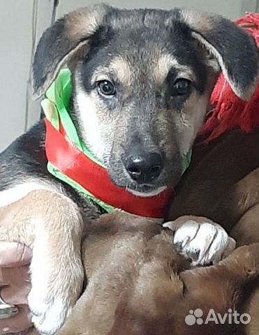 Философ Чарли