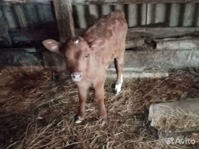 Телята бычки