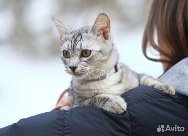 Котенок Полубританец в дар