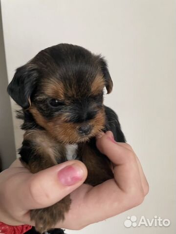 Йоркширский терьер