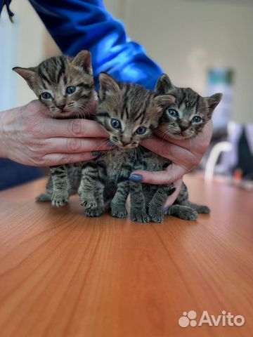 Котята "Заводские"