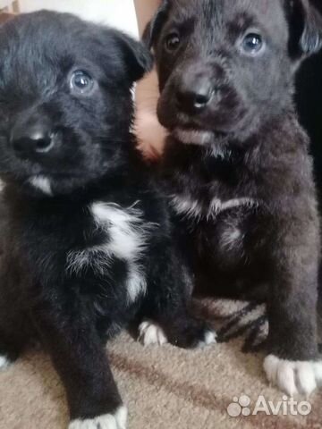 Собаки щенки