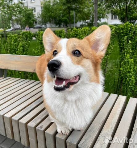 Вельш-корги пемброк вязка