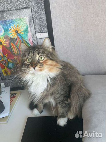 Кошка